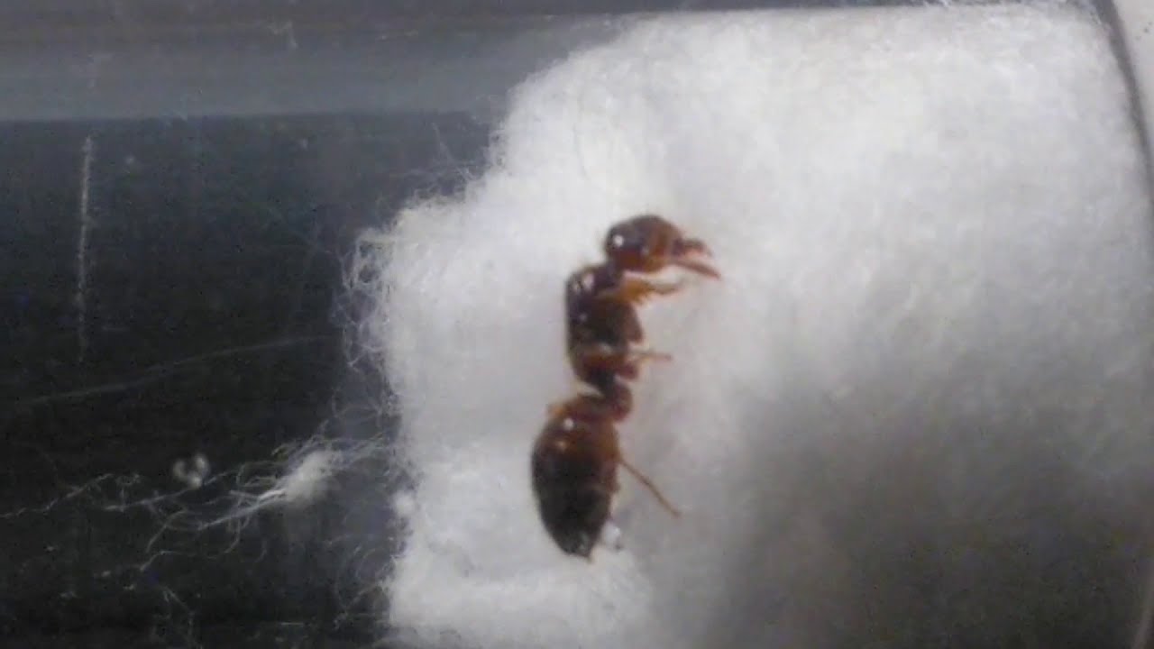 Close up of a new Lasius claviger queen ant (desc) - YouTube