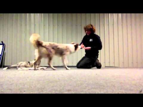 Training multiple dogs - YouTube