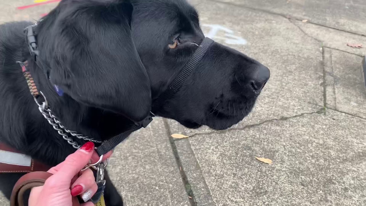 How Do I Cross An Intersection Completely Blind With Just My Guide Dog how-do-i-cross-an-intersection-completely-blind-with-just-my-guide-dog