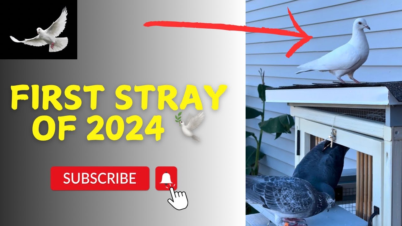 Racing Pigeons Pull Their 1st Stray 🕊️🕊️🕊️ - YouTube