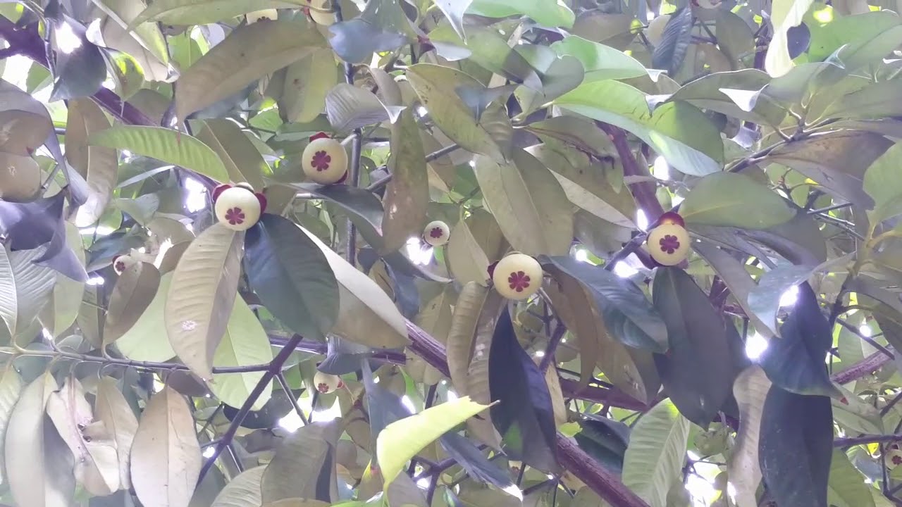 Ayo berkebun buah buahan yg indah dihalaman rumah - YouTube