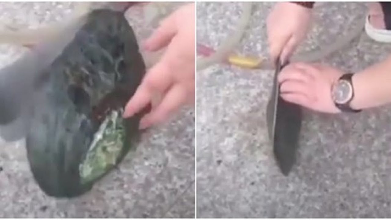 Woman tries to crack open huge clam. When she finally opens it- she get ...
