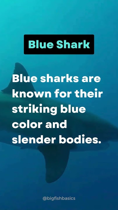 I guess we are doing every hex code? Blue Shark Fun Fact| Big Fish ...