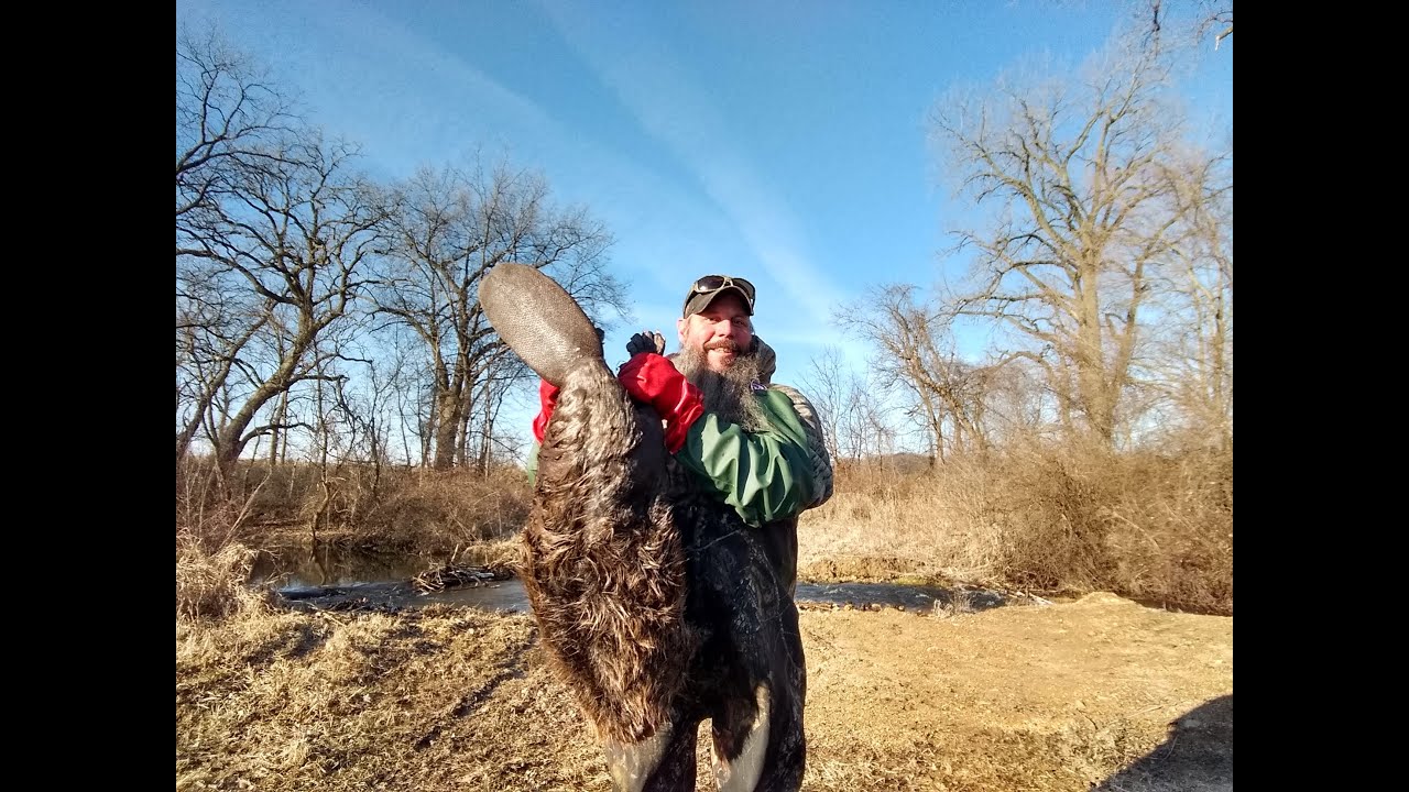 MY FIRST BEAVER!!! THIS SEASON IS A DREAM COME TRUE!! #trapping #beaver ...