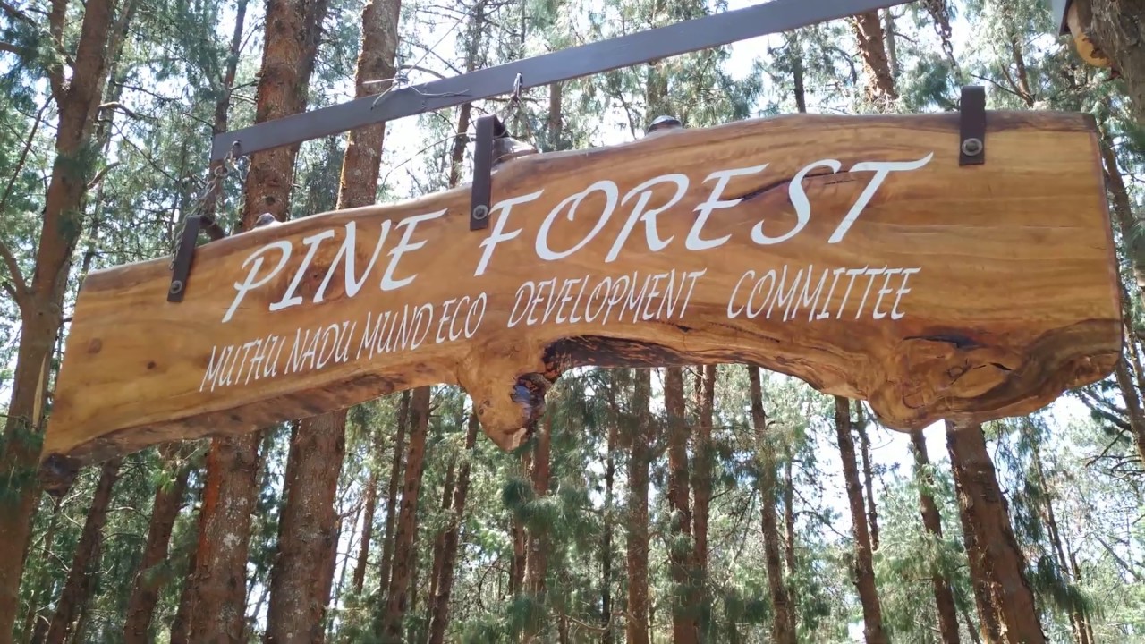 Pine Forest Ooty/ Travel guide/Best places to visit in Ooty/Beautiful ...