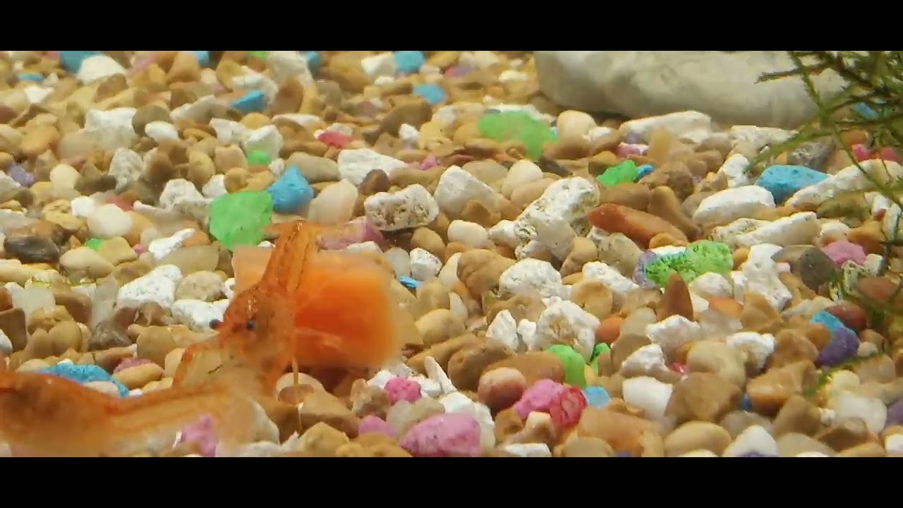 Baby Orange Crayfish - YouTube