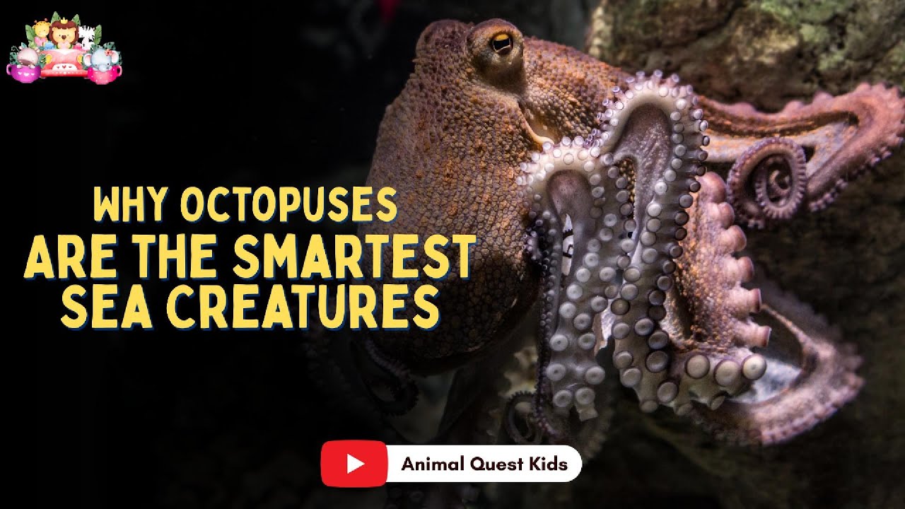 Why Octopuses Are the Smartest Sea Creatures - YouTube