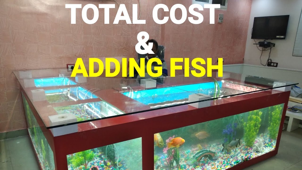 Table aquarium total cost and adding fish - YouTube