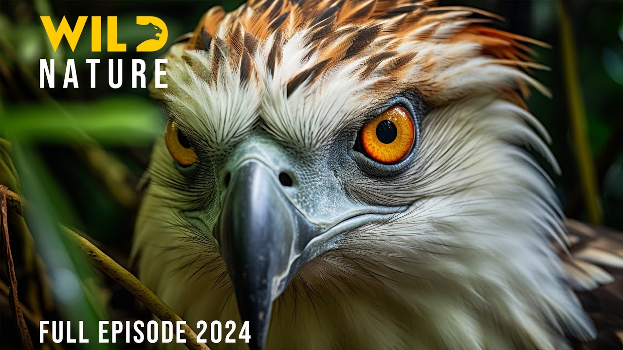 THE PHILIPPINES | Secrets of the Archipelago’s Hidden Creatures ...