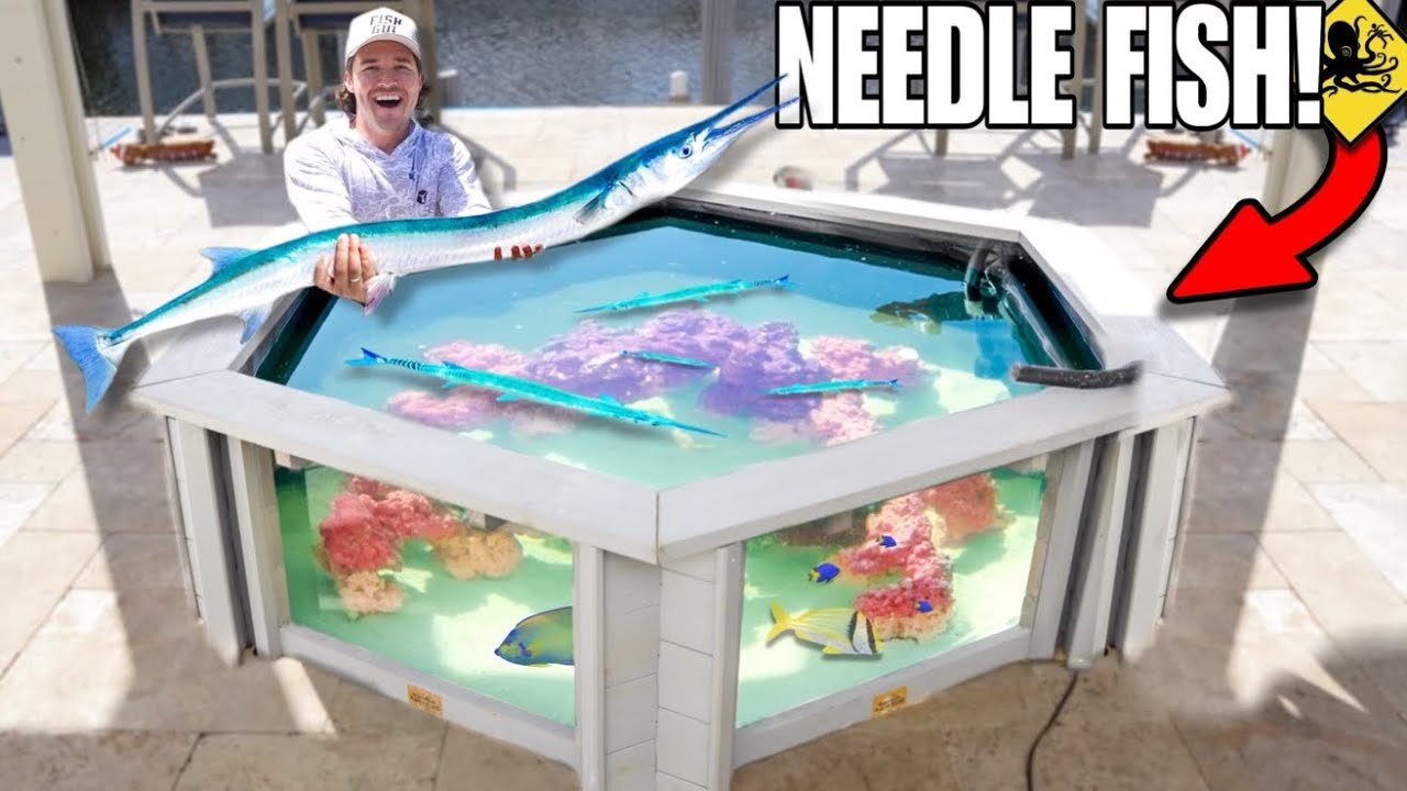 Catching BABY NEEDLE FISH To Stock My Backyard SALTWATER MINI POND ...