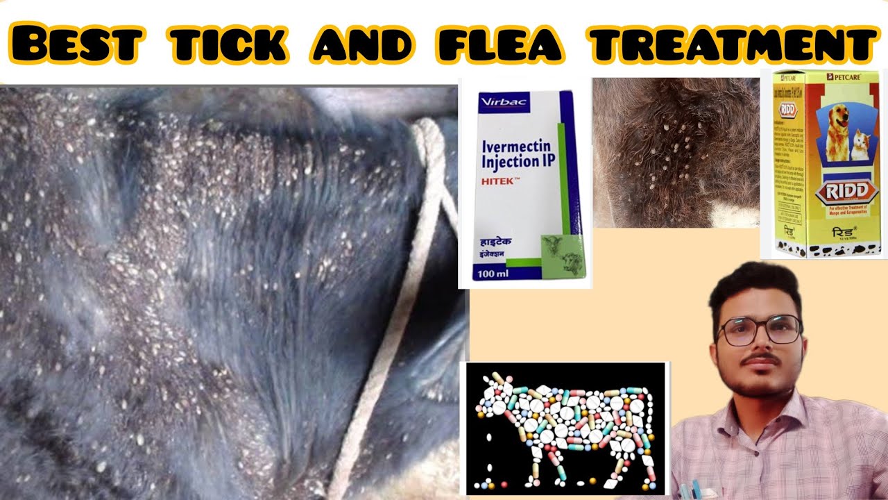 Tick removal on animals ! best tick and flea treatment # ...