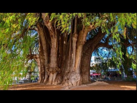 VISITANDO EL ÁRBOL MÁS GRANDE DE MEXICO (ÁRBOL DEL SABINO)🌳 - YouTube