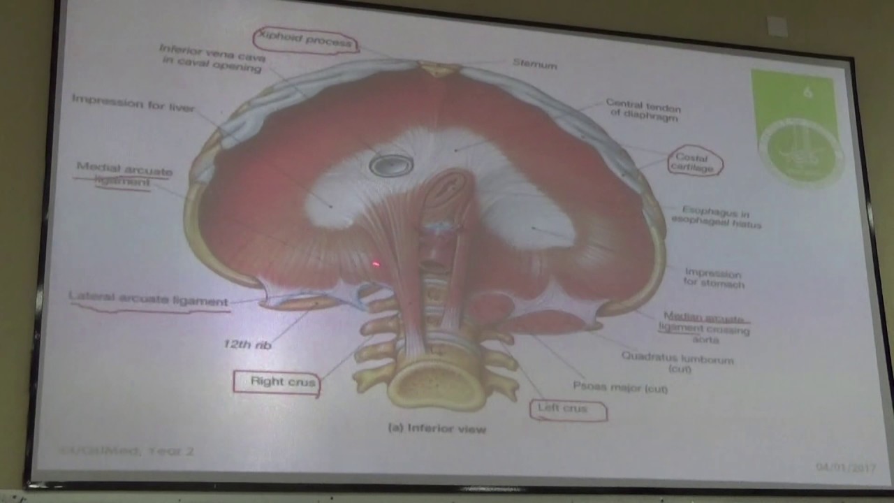 Module C - The Diaphragm, phrenic nerve and vagus nerve - YouTube