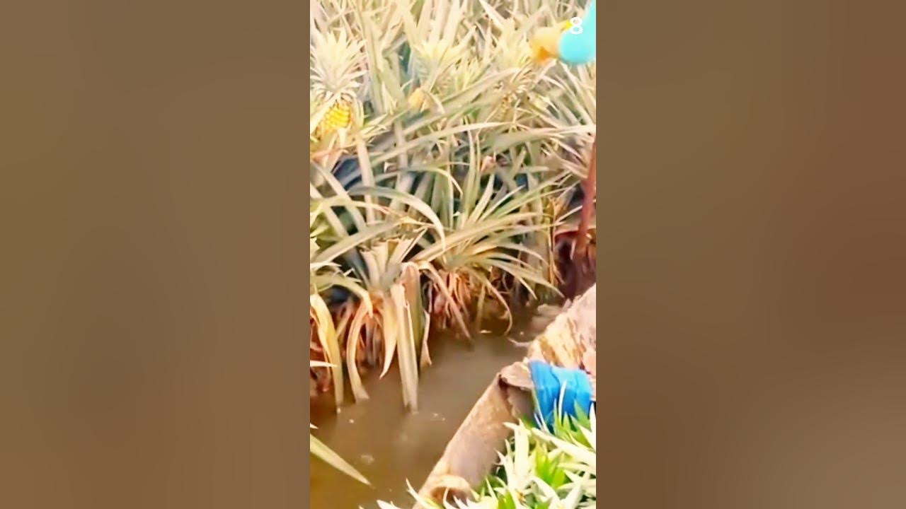 Teknik Cerdas Petani Panen Nanas Segar dengan Hasil yang Sangat Melimpah #Shorts - YouTube