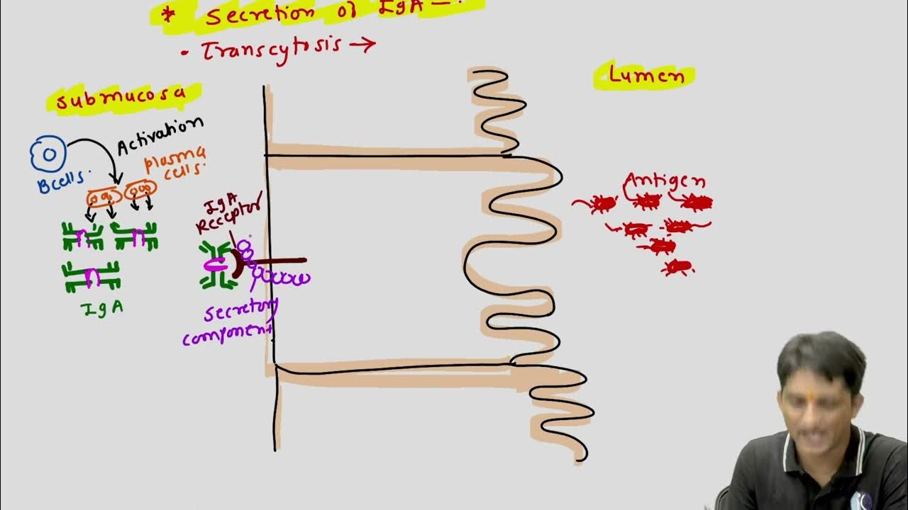 cell sig lec 11 antibody diversity MHC molecules - YouTube