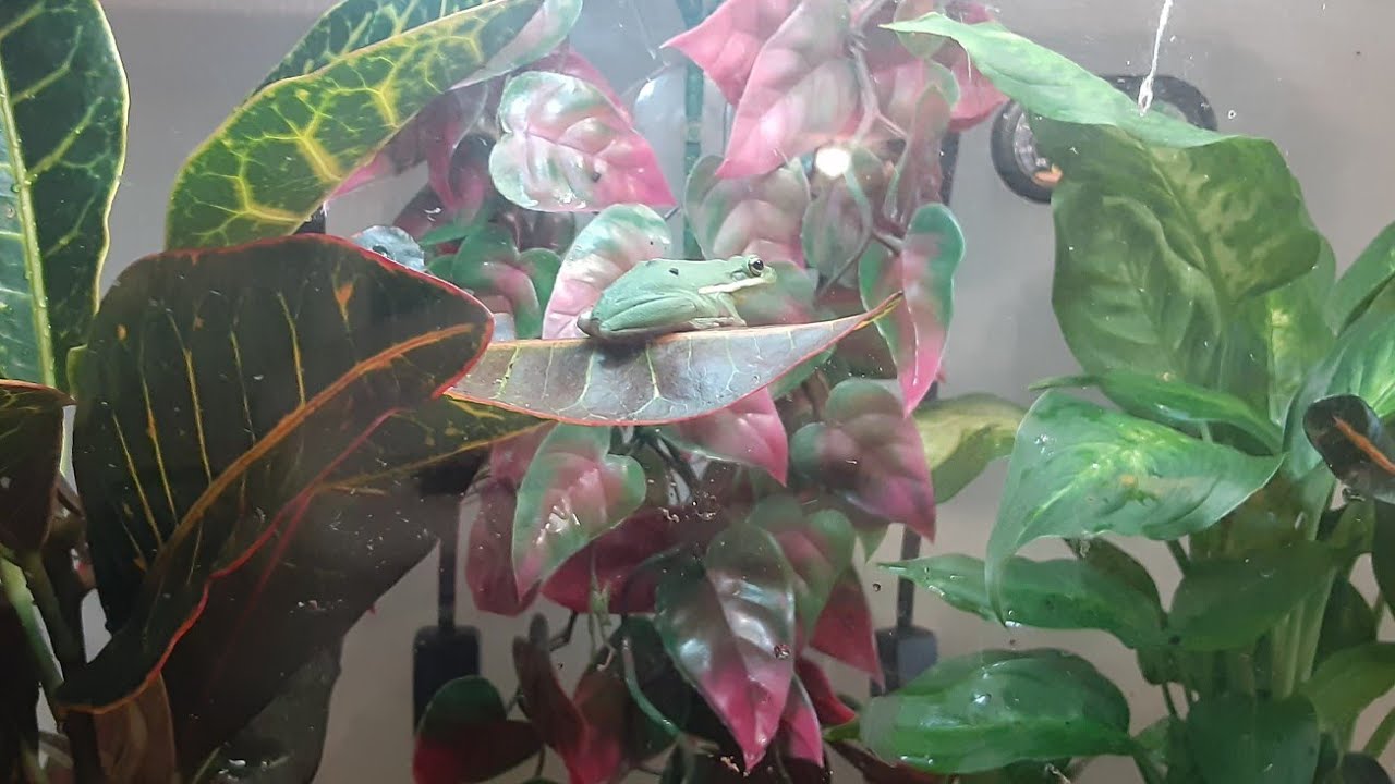 Setting up a bioactive set up for green anoles and green tree frogs ...