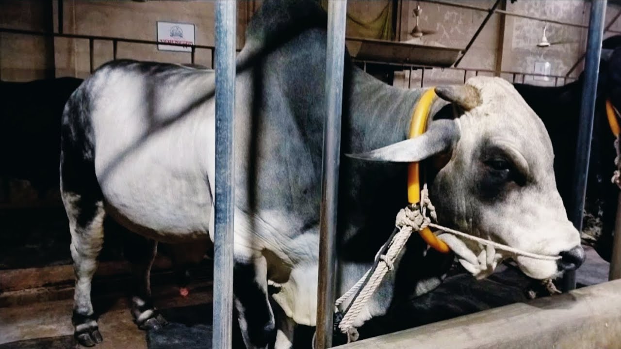 Giant Brahman Cross Bull Collection Of Abdul Malek Agro farm 2023 ...