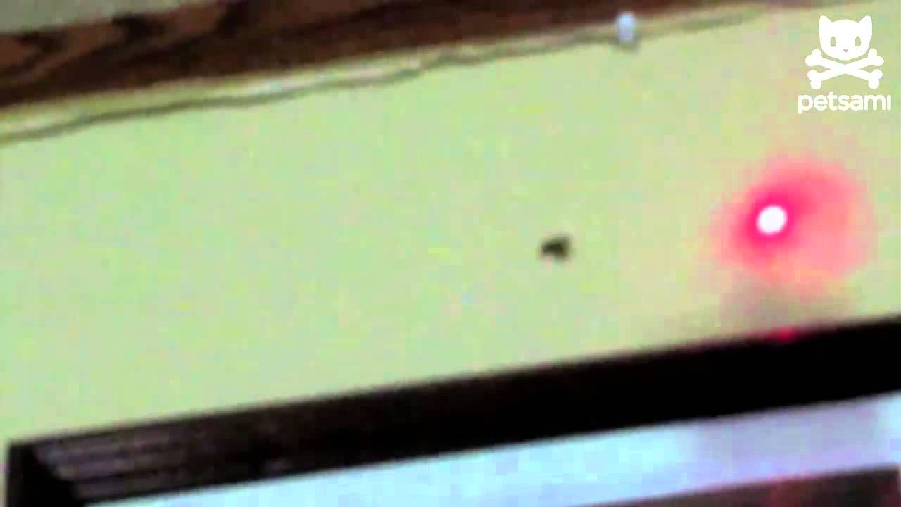 Spider chases laser pointer like a dog - YouTube