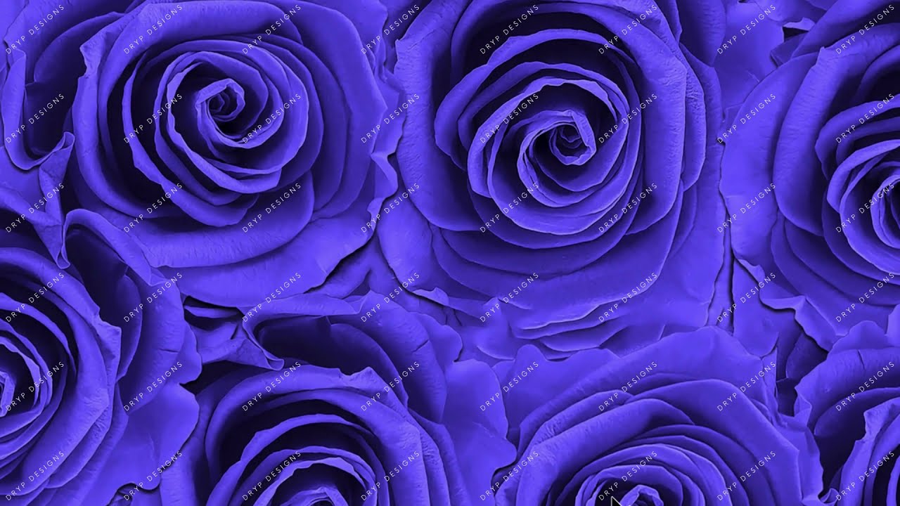 Purple And Blue Roses Wallpaper
