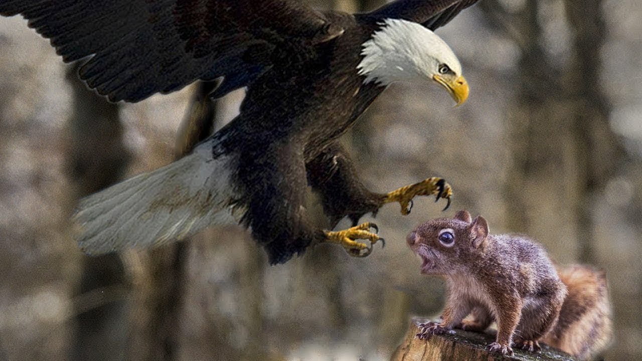 Hungry Hawk Attack on Squirrel Poor Squirrel Escapes - YouTube