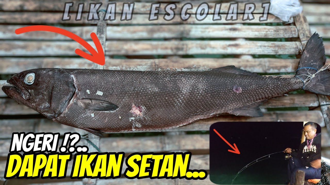 BIKIN TEGANG..!!!DAPAT IKAN SETAN,ANGLER KEWALAHAN. - YouTube