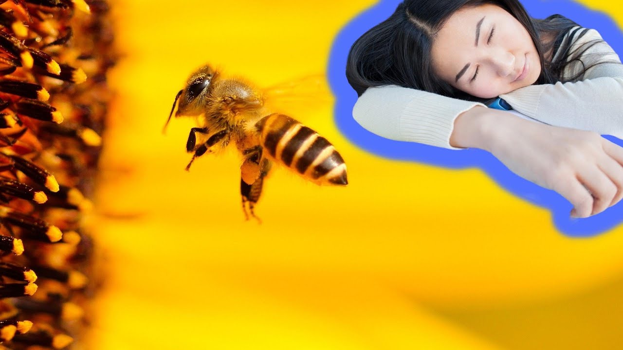 // Bee Buzzing \\ ::12 Hours:: [ Sound of Bee Flying ] - YouTube