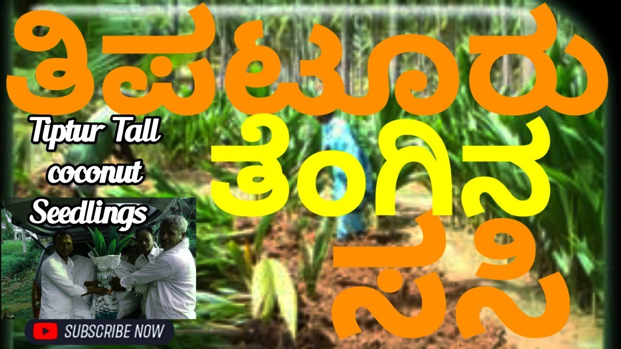 Tiptur Tall Coconut Nursery|ತಿಪಟೂರು ಟಾಲ್ |ತೆಂಗಿನ ಸಸಿ|ರೈತ #dlingappa ...