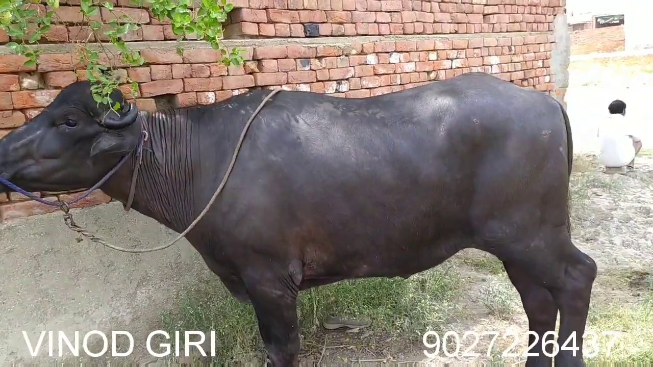 MURRA BULL मुर्रा झोटा #Murra #Haryana #Punjab #Bihar #Rajasthan #UP # ...