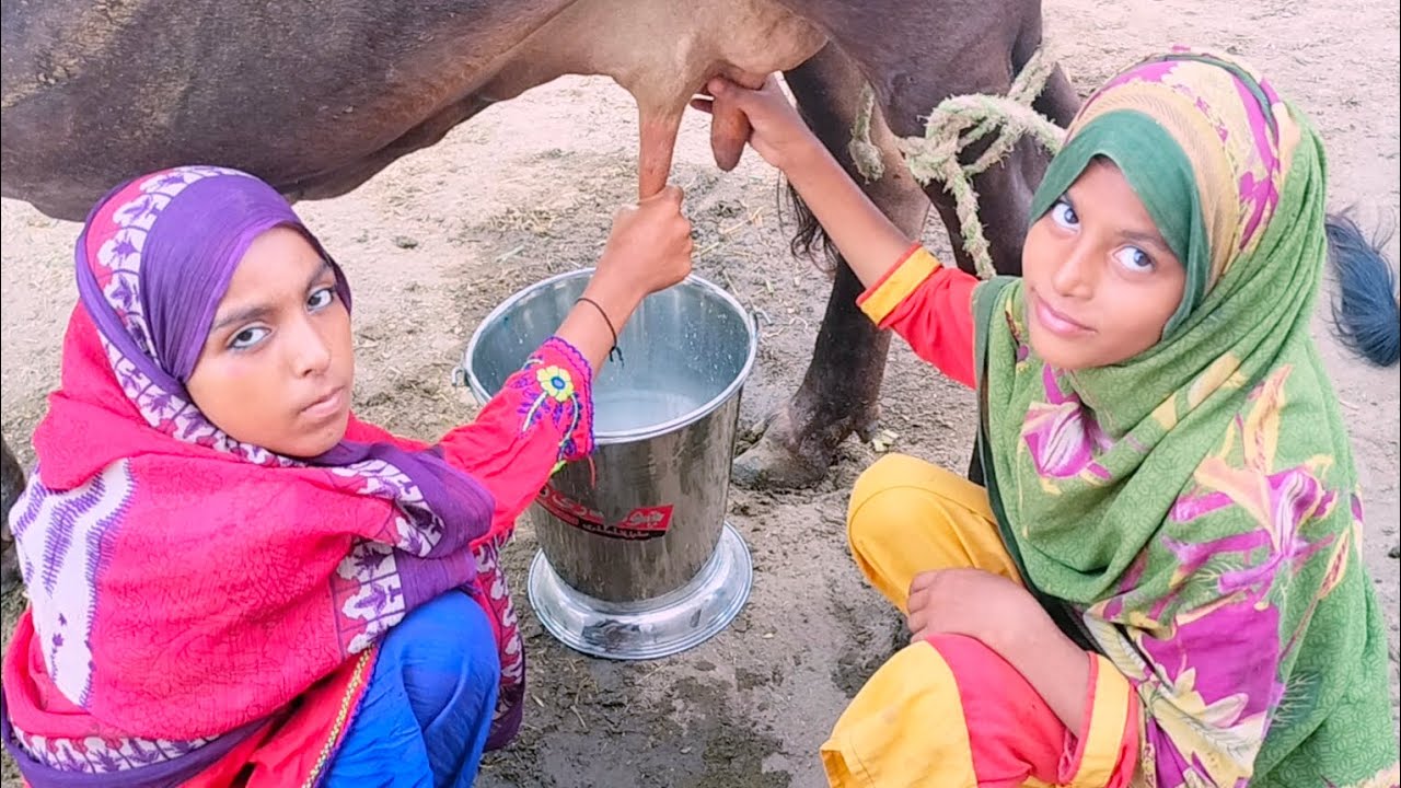 milk society video Do Family Punjab cow's milk that has been india live ...