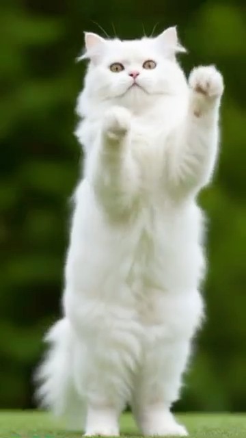 Pro dancer #cute #funny #dance #catmemes #cat #dancer #viralvideo # ...