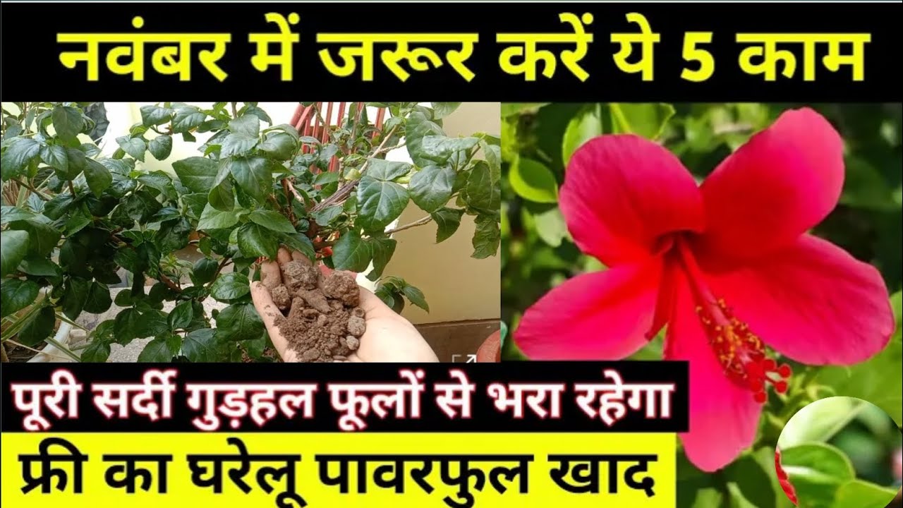 5 Hibiscus Plant Care Tips In November|Gudhal|gudhal ka phool|Hibiscus ...