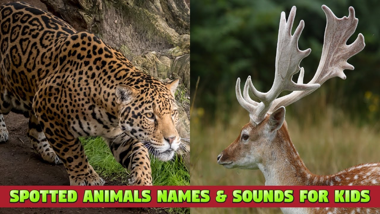 Spotted Animals For Kids Spotting Animals With The Most Beautiful spotted-animals-for-kids-spotting-animals-with-the-most-beautiful