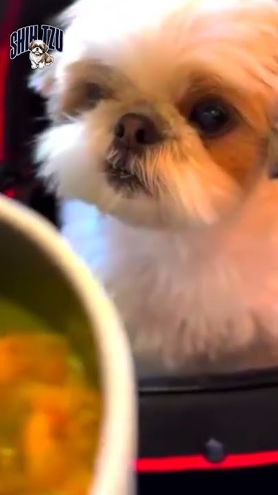 My Shih tzu loves eat😋।। Dog Lover ।। USA - YouTube