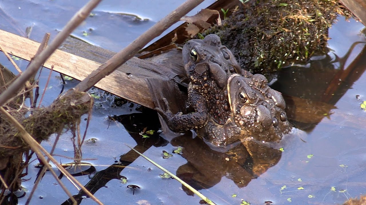 Many Painted Turtles, Mating Toads, Red-winged Blackbird, Water Snake ...