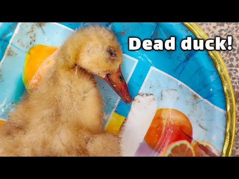The duckling is suffocated and dead under the big ducks! Learn to take ...