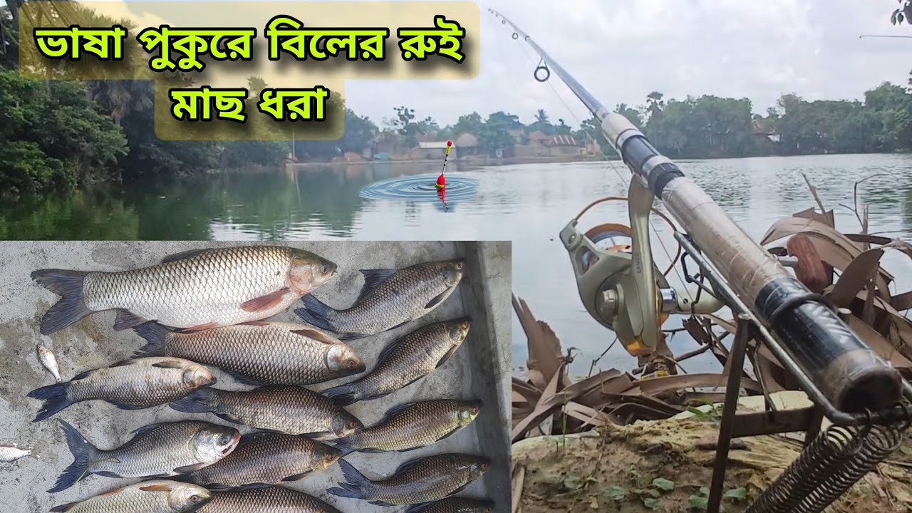 ভাষা পুকুরে বিলের রুই মাছ ধরা | Rohu fishing bengali | hook fishing ...