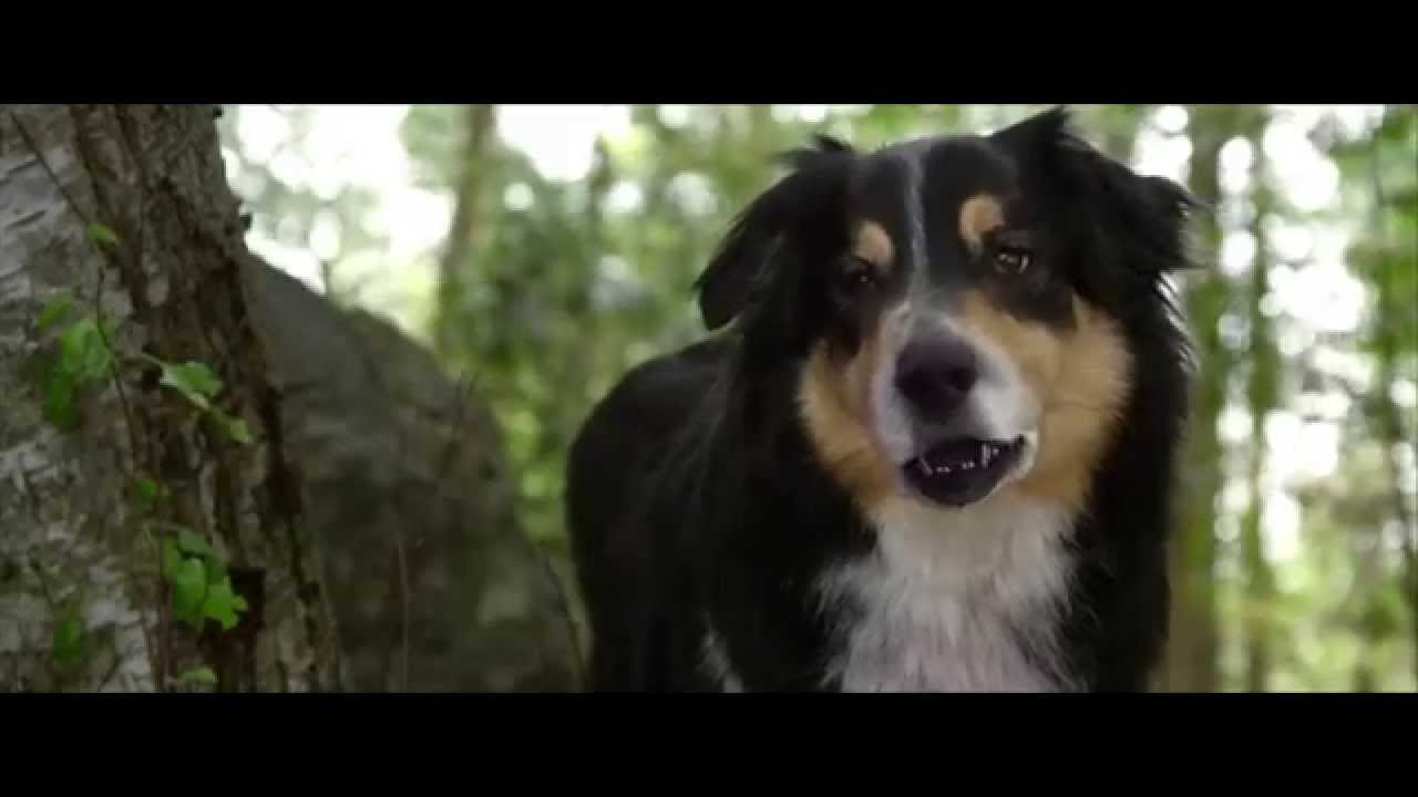 BARK RANGER Official Trailer (2015) - Jon Lovitz - YouTube