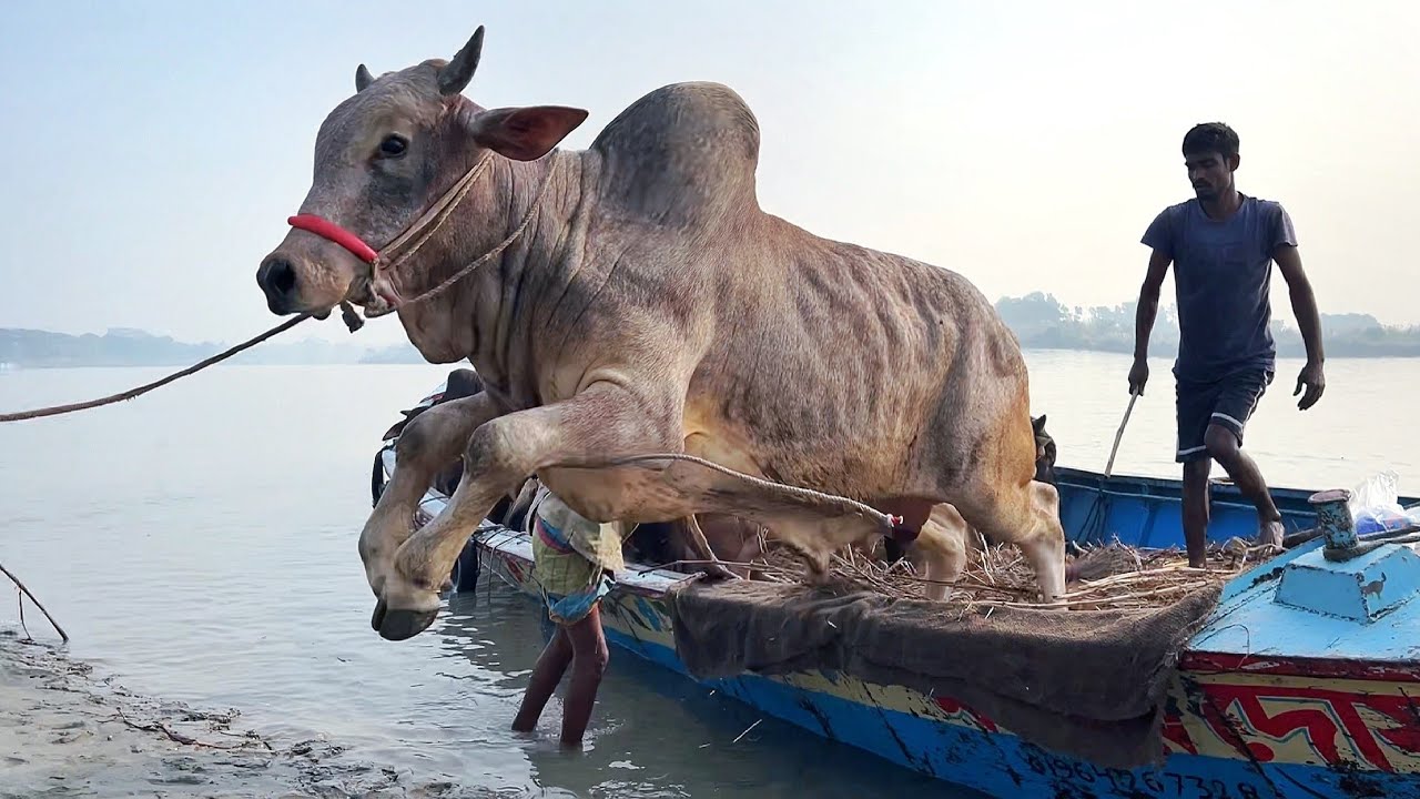 Cow unloading at very popular village cattle market | Cow unloading ...