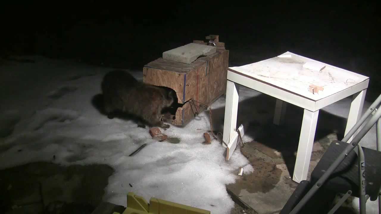 Raccoon getting caught in a #160 conibear (slow motion) - YouTube