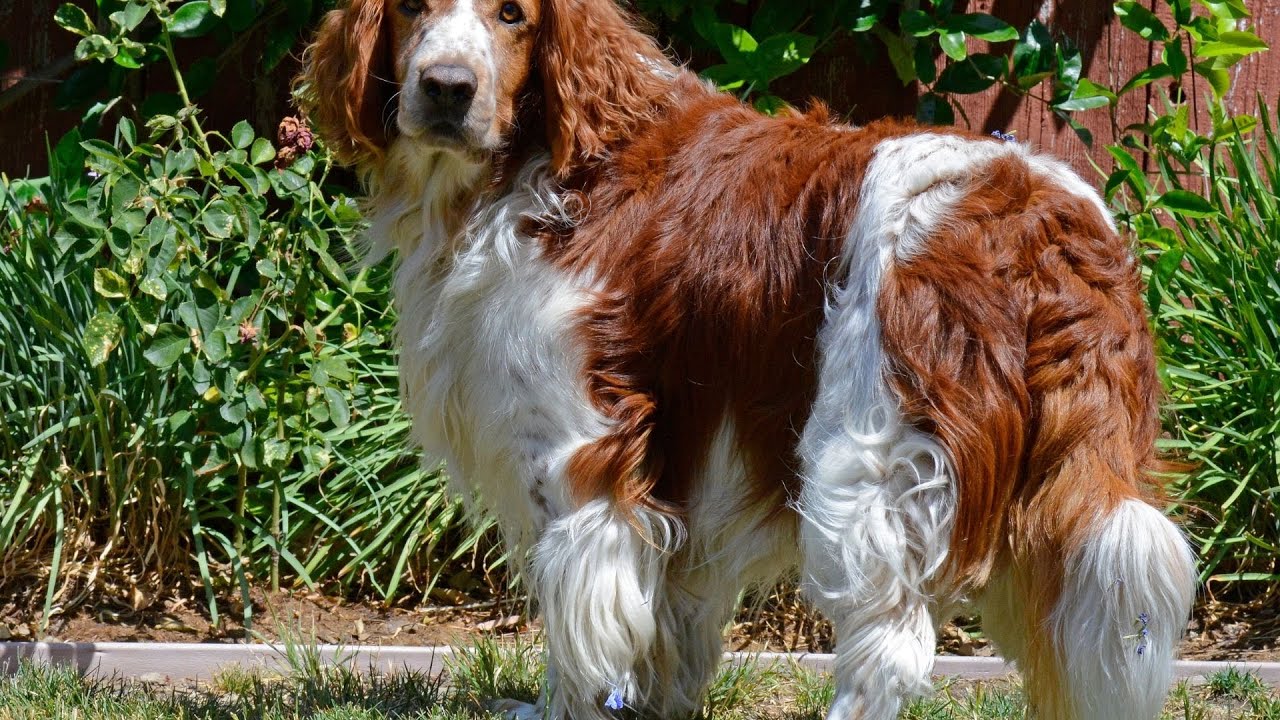 Trimming Your Cocker Spaniel s Nails A Step by Step Guide - YouTube