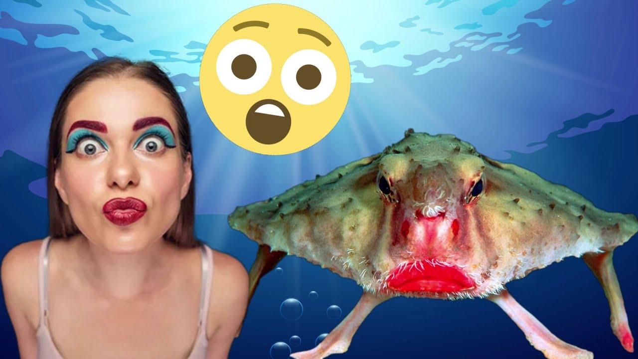 Top 10 STRANGE ANIMALS You Probably Didn t Know Exist YouTube top-10-strange-animals-you-probably-didn-t-know-exist-youtube