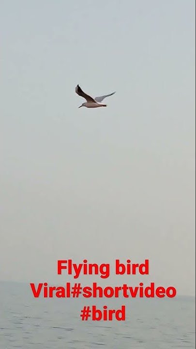 flying bird - YouTube