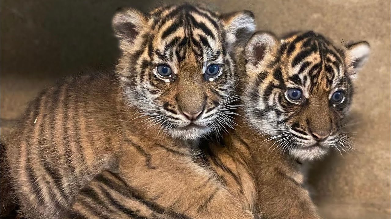 Baby Sumatran Tiger Cubs at the San Diego Zoo Safari Park - YouTube