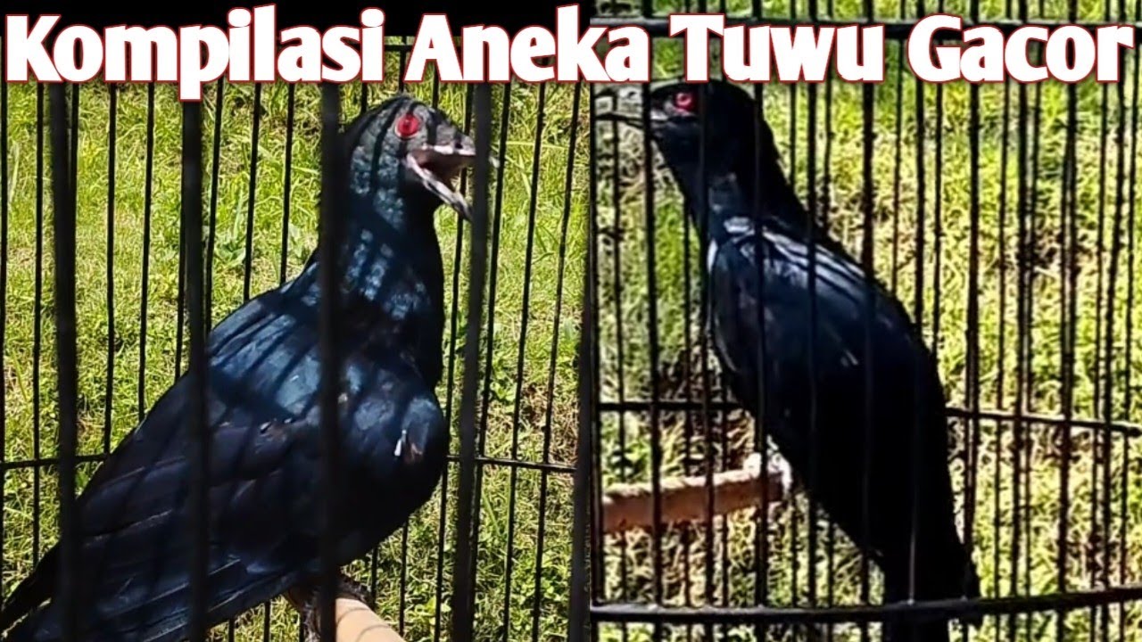 Kompilasi Video Burung Tuwu Gacor: cocok untuk masteran dan pancingan ...