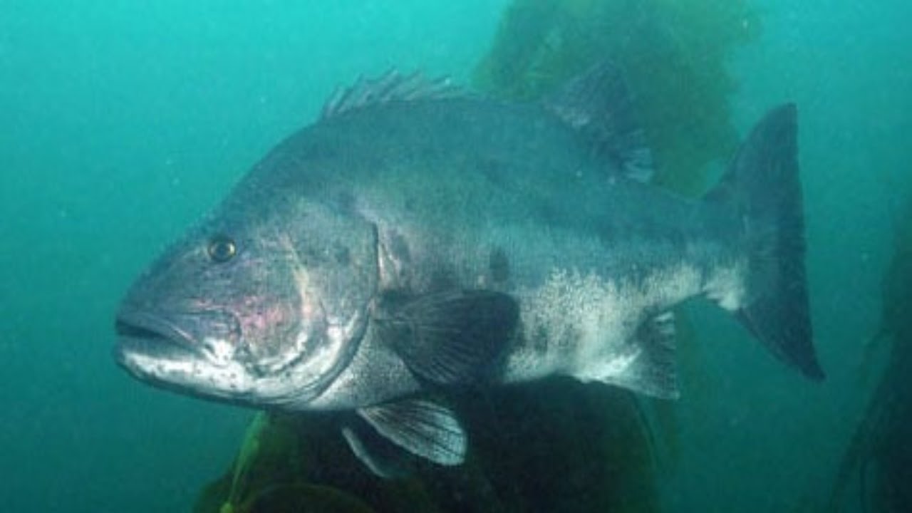 SPEARFISHING, SEA BASS, DEEP WATER, HEAD SHOT - YouTube