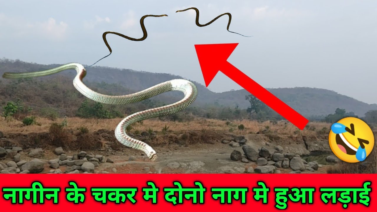 Nagin ke vhakar 🤣#viral #animals #shorts #vital #comedy #funny #reels # ...