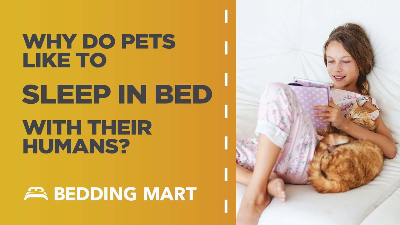 Why do Pets Like to Sleep in Bed With Their Humans? | The Bedding Mart ...