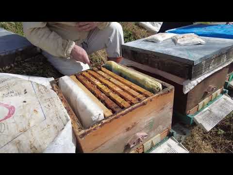 Arıcılıkta ilkbahar bakımı (Aşkın Çakmak arılığı)