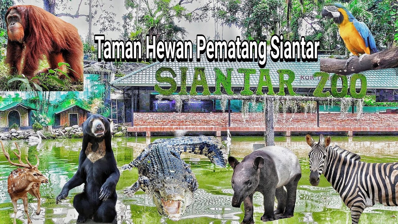 Siantar Zoo Tempat Wisata Paling Hits di Siantar || Sumatera Utara ...