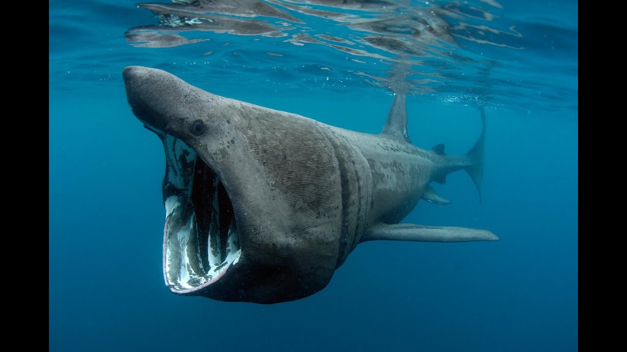 Top 5 Tiburones más peligrosos del mundo - YouTube